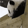 sliding panda (in Animated GIFs)